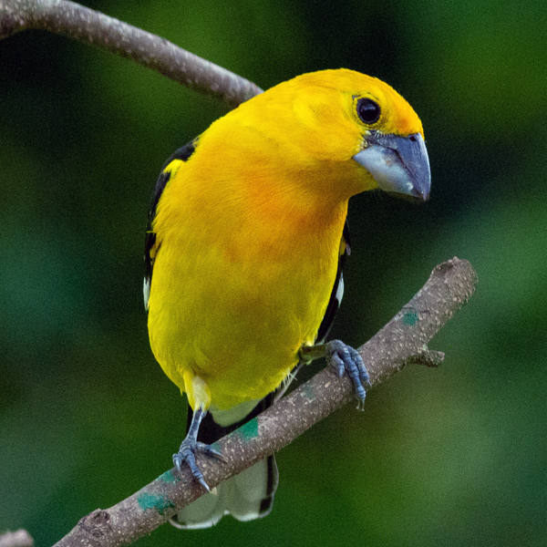 Yellow Grosbeak (male)