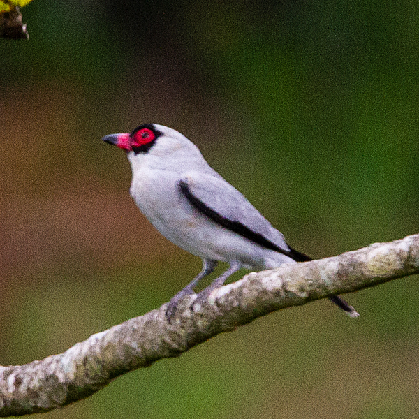 Masked Tityra (male)